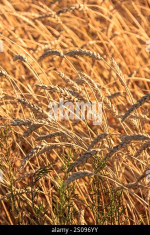 A field of wheat is shown in the foreground and background. The wheat ...