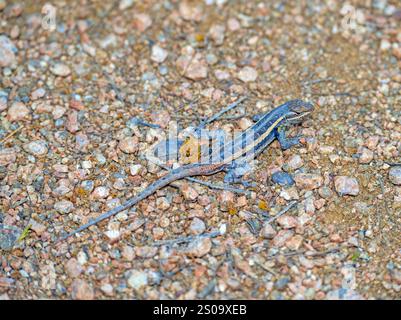 USA, Texas, Santa Ana National Wildlife Refuge. Adult male band-winged ...