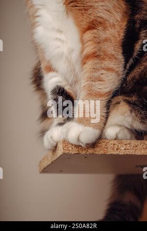 This detailed shot captures the lower body of a calico cat, emphasizing ...