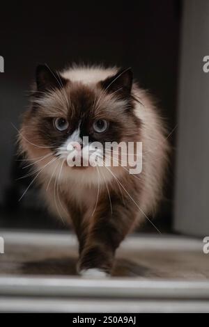 This fluffy Nevis Masquerade cat walks gracefully, his piercing blue ...