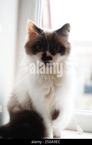 A Neva Masquerade cat sits confidently, showing off its iconic mask ...