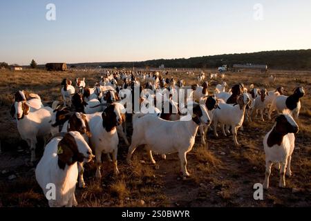 Marvin Shurley Meat Goat Ranch, Sonora, Texas Stock Photo - Alamy