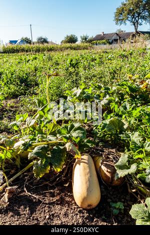 rural landscape - squash plantation in green garden on sunny summer day ...