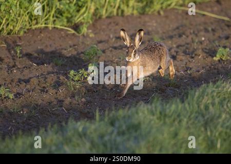 European hare (Lepus europaeus), Neuss, Germany, Europe Stock Photo - Alamy
