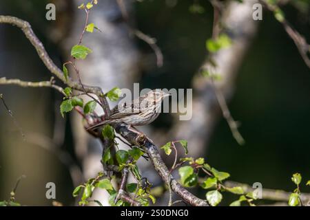 Tree Pipit; Anthus trivialis; UK Stock Photo - Alamy