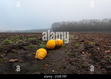 Three pumpkins in the field Stock Photo - Alamy