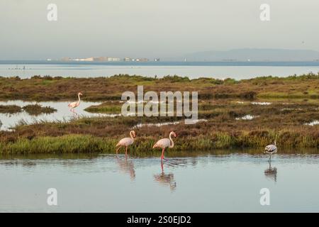 Beautiful landscape with flamingos at Albufera Natural Park in Valencia ...