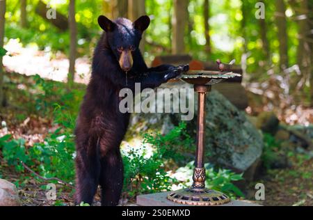 Bear in the strolling through the woods seeking food Stock Photo - Alamy