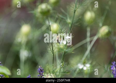 springtimes happy bee drinking pollen Stock Photo - Alamy