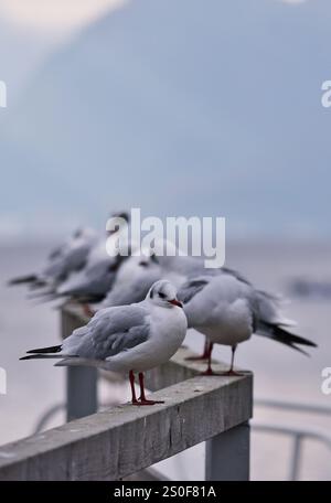 Grey-headed Gull, non-Breeding, Chroicocephalus cirrocephalus, aka grey ...
