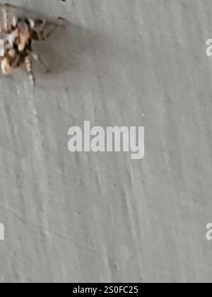 Asiatic Wall Jumping Spider (Attulus fasciger Stock Photo - Alamy