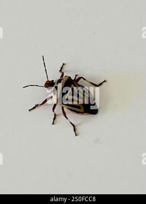 Two-spotted Stink Bug (Perillus bioculatus Stock Photo - Alamy