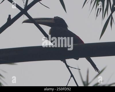 Pale-mandibled Araçari (Pteroglossus torquatus erythropygius Stock ...