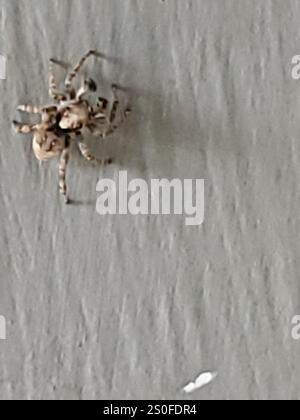 Asiatic Wall Jumping Spider (Attulus fasciger), Arachnida, Chardon ...