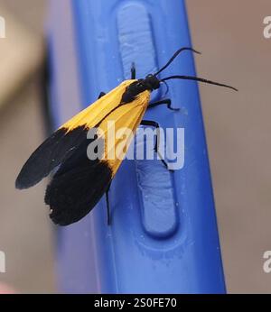 Black-and-yellow Lichen Moth (Lycomorpha pholus) Insecta Stock Photo ...