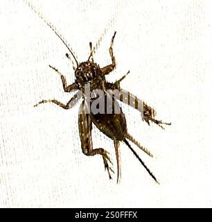 Striped Ground Cricket (Allonemobius fasciatus Stock Photo - Alamy