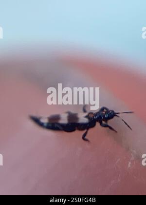 Banded Thrips (Aeolothrips fasciatus Stock Photo - Alamy