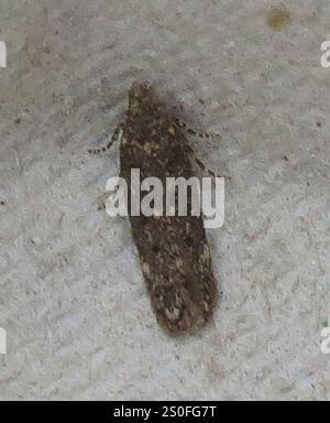 Dark Groundling (Bryotropha affinis Stock Photo - Alamy