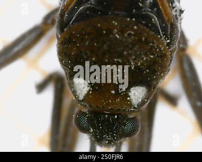 Water Crickets (Velia Stock Photo - Alamy
