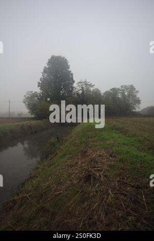 Trench full of water passing through a grove on a foggy day in the ...