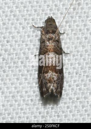 Cherry Fruitworm Moth (Aspila packardi Stock Photo - Alamy