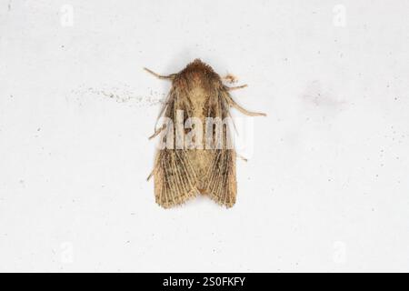 Tufted Sedge Moth (Hypocoena inquinata), Insecta, Thunder Bay, ON ...