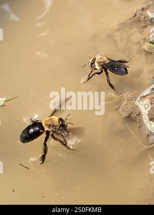 Hibiscus Turret Bee (Ptilothrix bombiformis), Insecta, Magnolia Ave ...