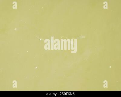 Mummichog (Fundulus heteroclitus Stock Photo - Alamy