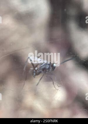 Blue-eyed Ensign Wasp (Evania appendigaster Stock Photo - Alamy