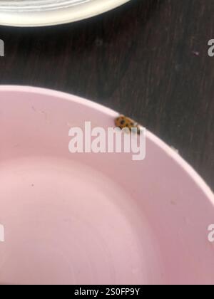 Thirteen-spotted Lady Beetle (Hippodamia tredecimpunctata Stock Photo ...