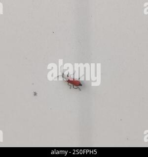 Red Malachite Beetle (Anthocomus rufus Stock Photo - Alamy