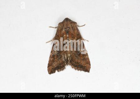 Veiled Ear Moth (Loscopia velata Stock Photo - Alamy
