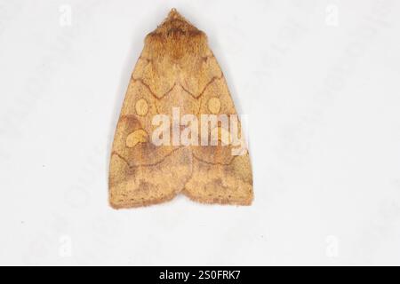 Aspen Twoleaf Tier Moth (Enargia decolor Stock Photo - Alamy