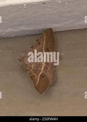 Pale-lined Angle (Digrammia irrorata Stock Photo - Alamy