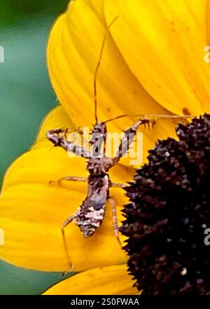 Spined Assassin Bug (Sinea diadema) Insecta Stock Photo - Alamy