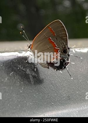 Red-banded Hairstreak (Calycopis cecrops Stock Photo - Alamy