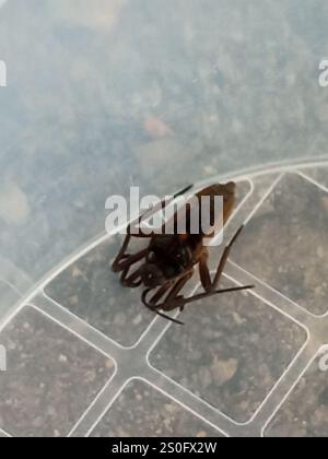 Water Crickets (Velia Stock Photo - Alamy