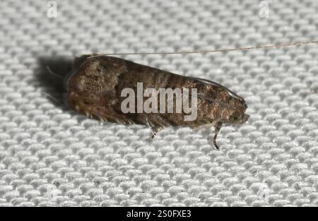 Cherry Fruitworm Moth (Aspila packardi Stock Photo - Alamy