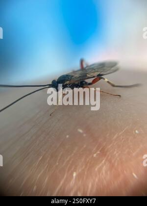 Common Hover Fly Parasitoid Wasp (Diplazon laetatorius Stock Photo - Alamy