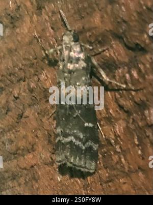 Zimmerman Pine Moth (Dioryctria zimmermani Stock Photo - Alamy