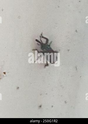 Grain Weevils (Sitophilus Stock Photo - Alamy