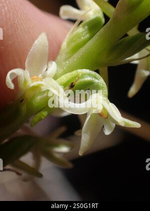Flat Spurred Piperia (Platanthera transversa Stock Photo - Alamy