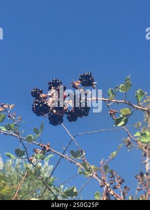 Holy Bramble (Rubus creticus Stock Photo - Alamy