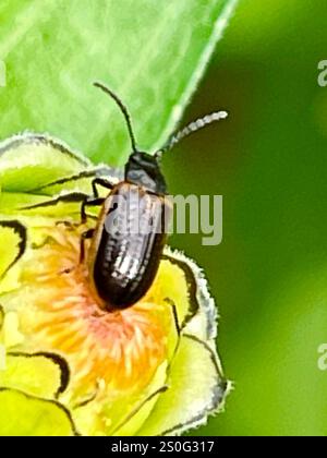 Yellow-margined Leaf Beetle (Microtheca ochroloma Stock Photo - Alamy