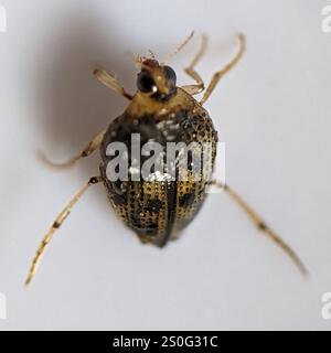 Toothless Crawling Water Beetle (Peltodytes edentulus Stock Photo - Alamy