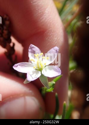 Greater Sea-spurry (Spergularia media) Plantae Stock Photo - Alamy