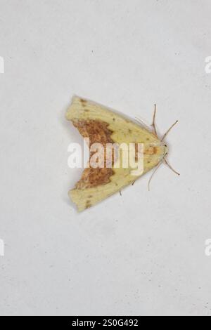 Sharp-lined Yellow (Sicya macularia) Insecta Stock Photo - Alamy