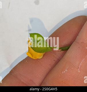 Viperina (Zornia bracteata Stock Photo - Alamy