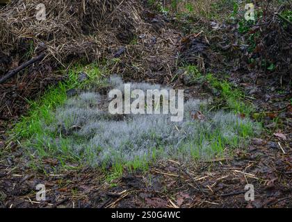 Pin Mould species (Mucorales) growing on a dung heap, covered in rain ...