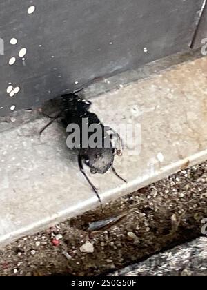 Black Caterpillar Hunter (Calosoma sayi Stock Photo - Alamy